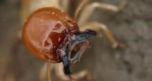 Termites and Health Risks: Precautions You Should Take